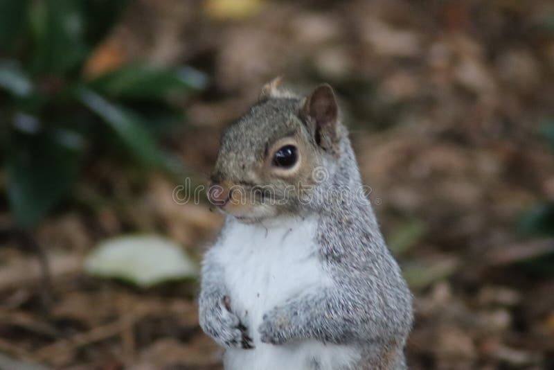 A Cute Little Grey Squirrel Stock Photo - Image of wildlife, cute ...