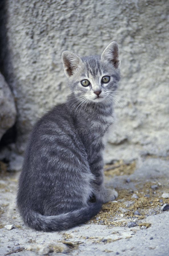 Little Grey Tabby Kitten Outdoors in the Street Looking into the Camera ...