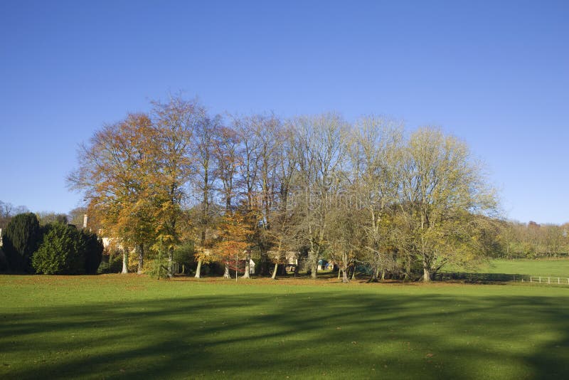 Little grove stock image. Image of meadow, fall, nature - 17117495
