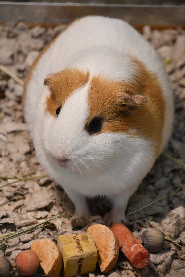 A Little Guinea Pig stock photo. Image of tame, flowers - 267967134