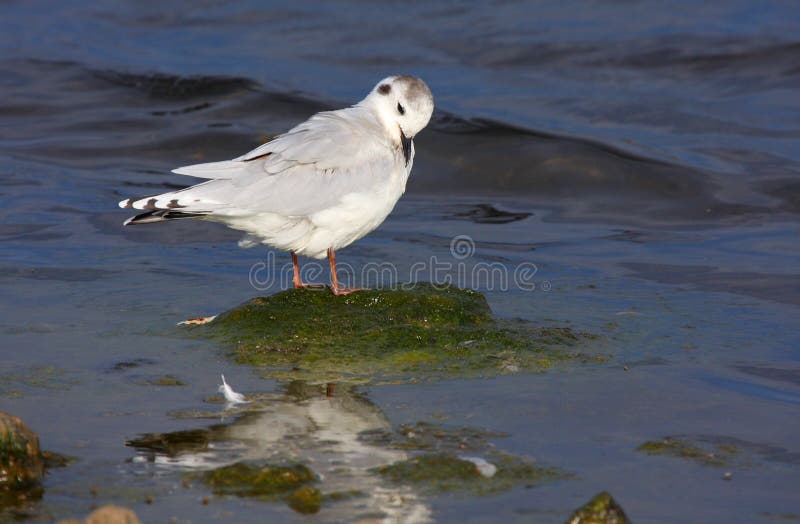 Little gull stock image. Image of sand, nature, hydrocoloeus - 17737147