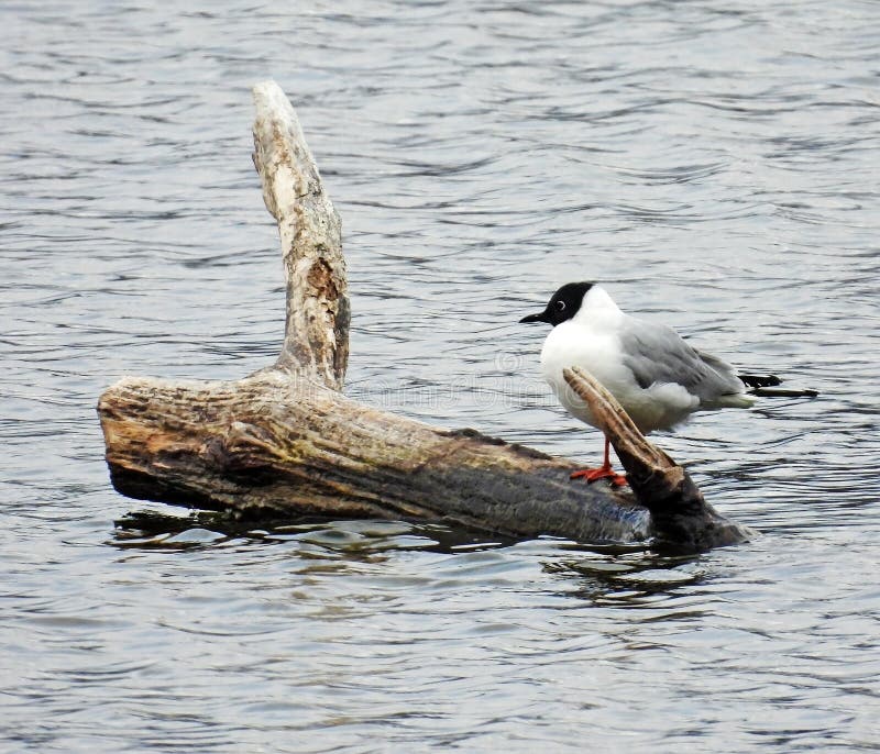 Little Gull Perched on Driftwood in Small New York State Lake Stock ...