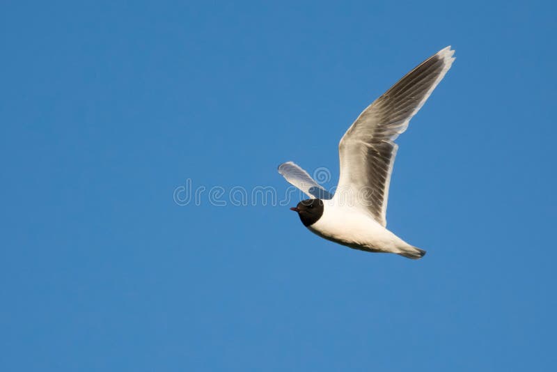 Little Gull stock image. Image of dark, spread, flying - 59523623