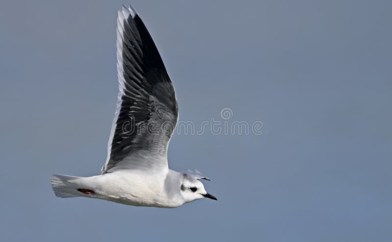Little gull, Crete stock image. Image of beautiful, avifauna - 316303761