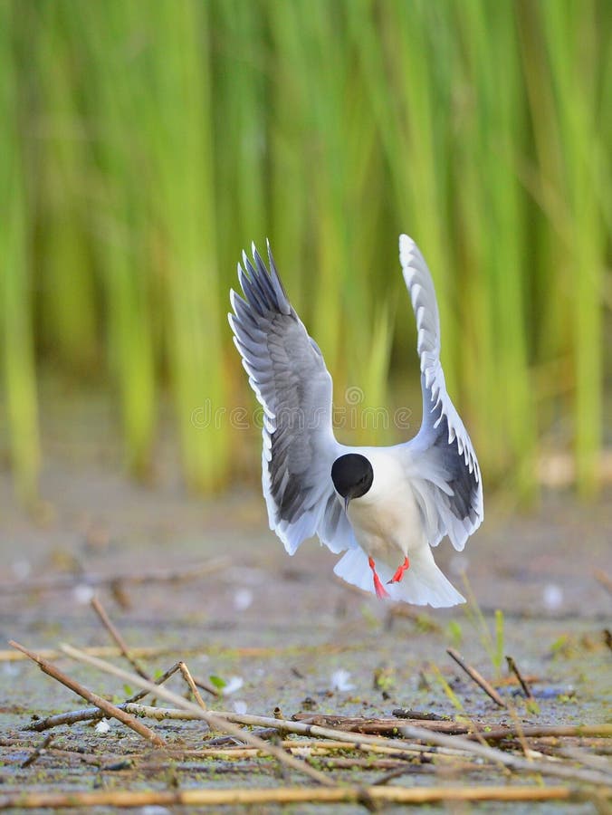 The Little Gull (Larus Minutus) in Flight Stock Image - Image of grass ...