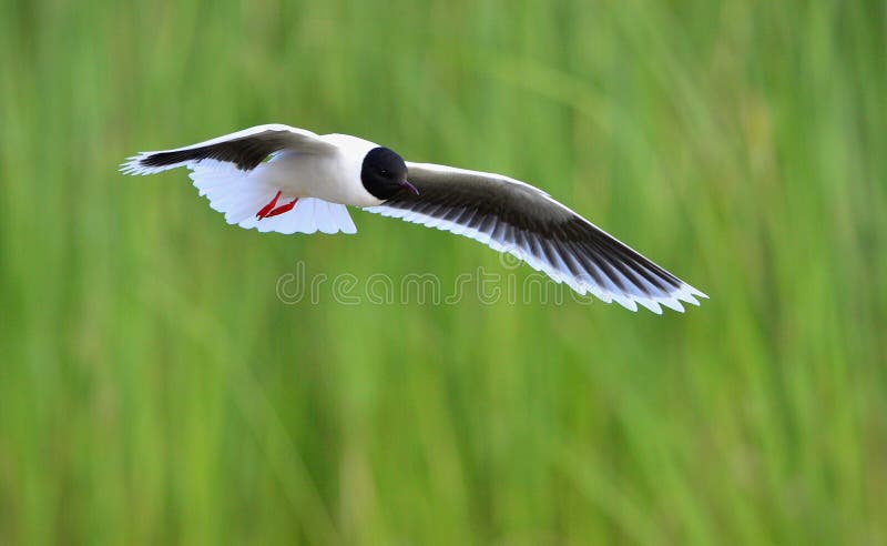 The Little Gull (Larus Minutus) in Flight Stock Photo - Image of ...