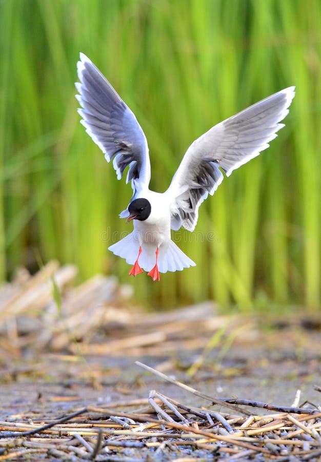 The Little Gull (Larus Minutus) in Flight Stock Photo - Image of face ...
