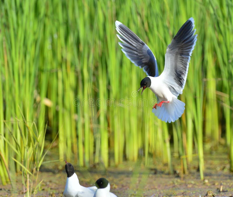 The Little Gull (Larus Minutus) in Flight Stock Photo - Image of flying ...
