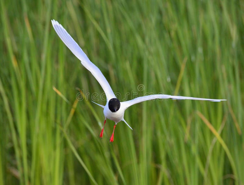 The Little Gull (Larus Minutus) in Flight Stock Photo - Image of headed ...