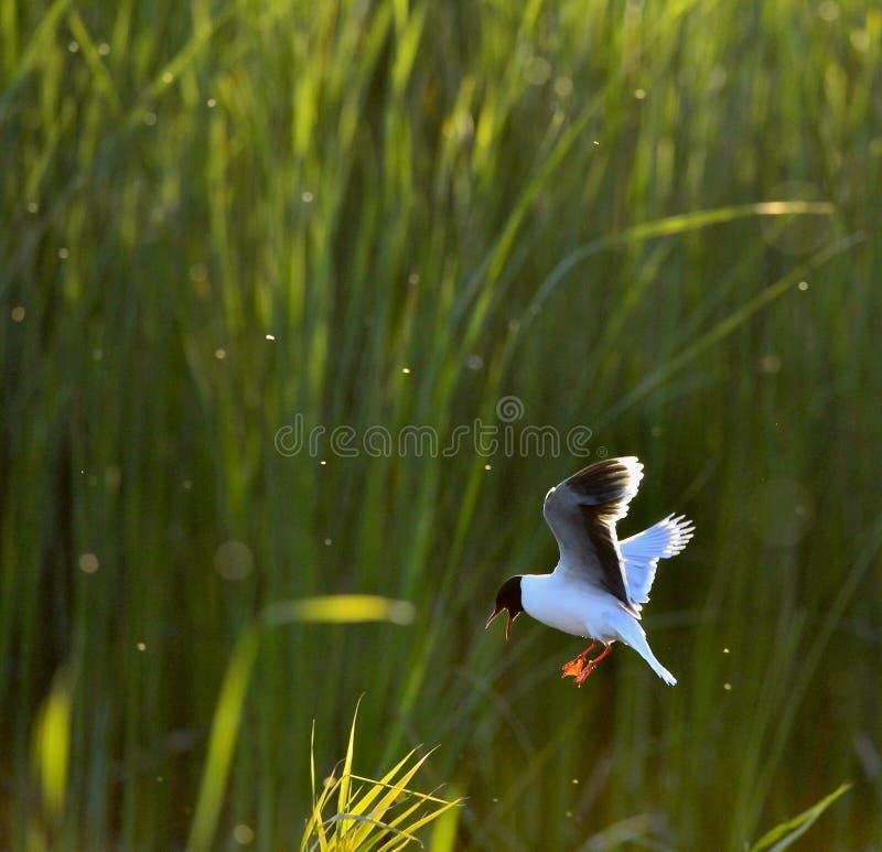 The Little Gull (Larus Minutus) in Flight on the Green Grass Background ...