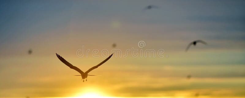 The Little Gull (Larus Minutus) Stock Photo - Image of green, forward ...