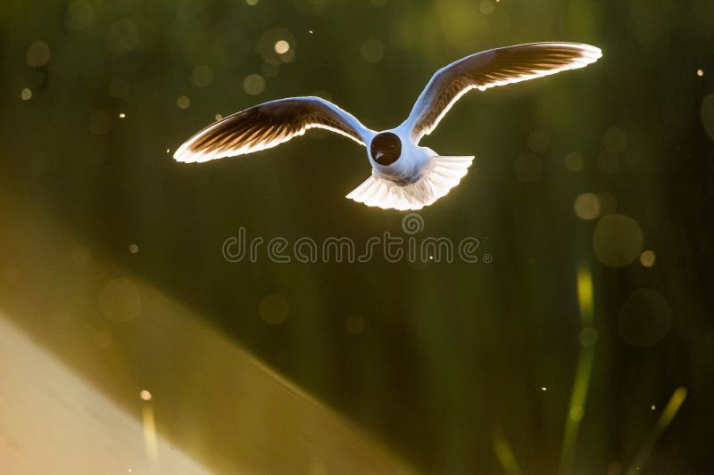 The Little Gull (Larus Minutus) in Flight on Sunset Natural Background ...
