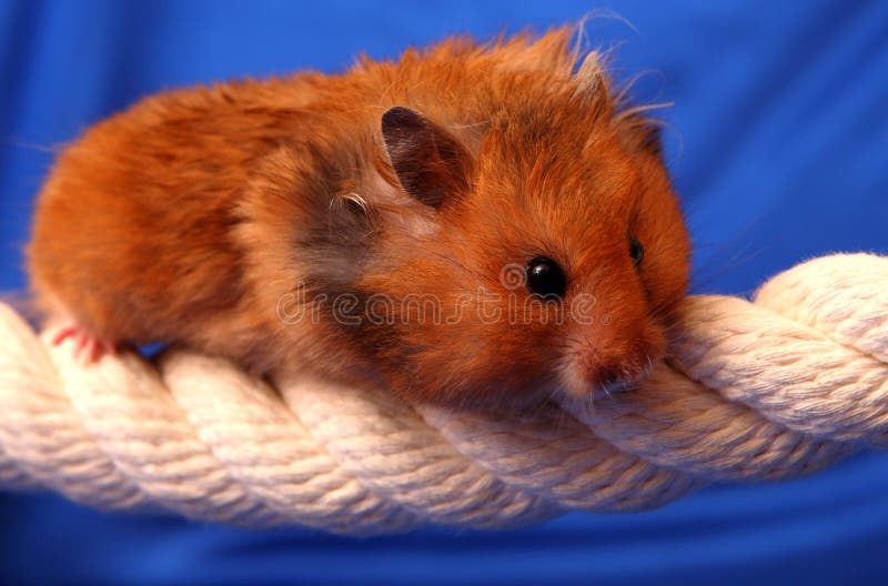 Hamster babies 12 stock image. Image of watermelon, light - 5000217