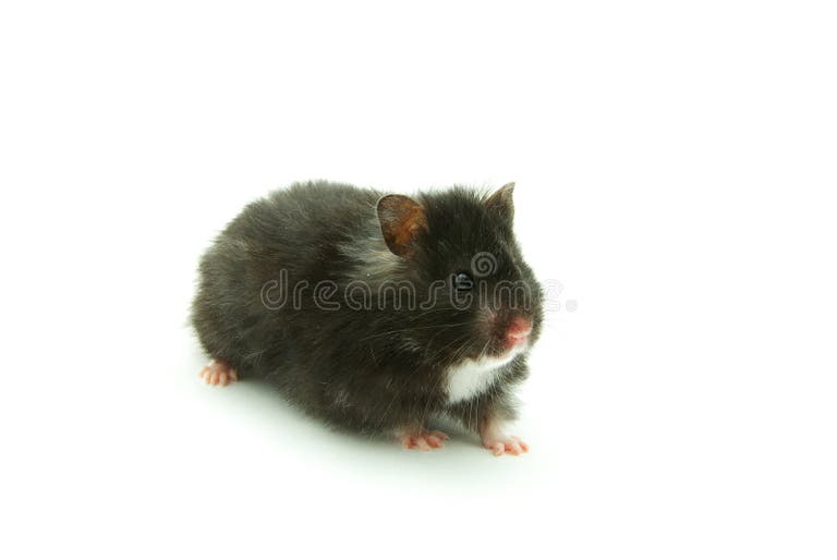 3,469 Little Curious Hamster Stock Photos - Free & Royalty-Free Stock ...