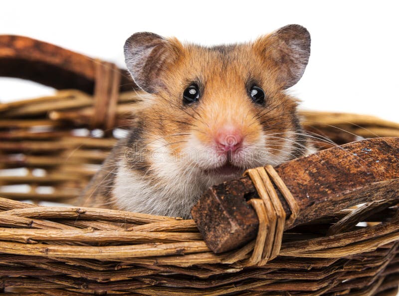 Little Brown Hamster Close-up Stock Photo - Image of adorable, mouse ...