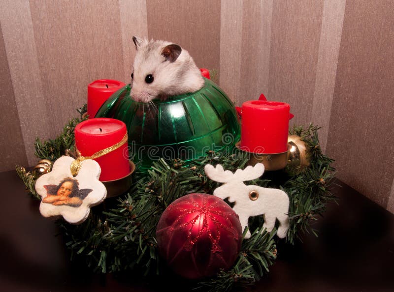 Hamster on a Tree among Flowering Branches Stock Image - Image of ...