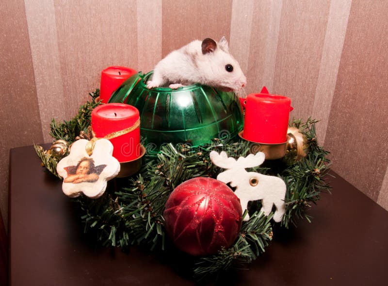 Hamster on a Tree among Flowering Branches Stock Image - Image of ...