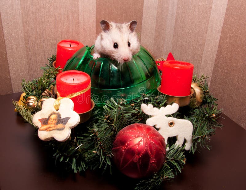 Hamster on a Tree among Flowering Branches Stock Image - Image of ...