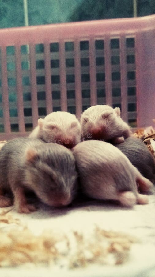 Little hamster stock photo. Image of cuteness, cute - 134503540