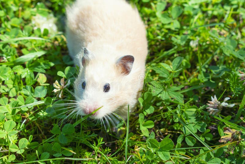 723 Forest Hamster Stock Photos - Free & Royalty-Free Stock Photos from ...