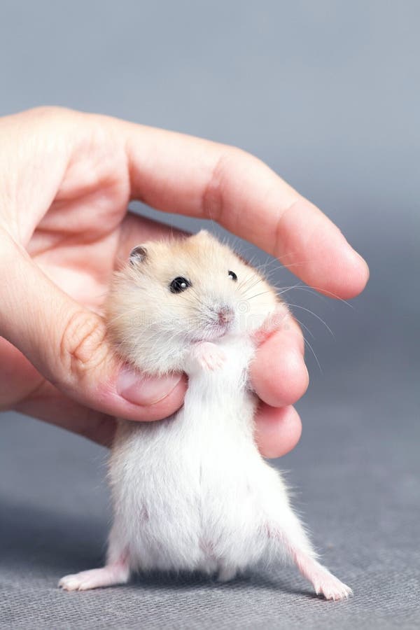 Little Hamster in a Glass Decorated with a Bow Stock Photo - Image of ...