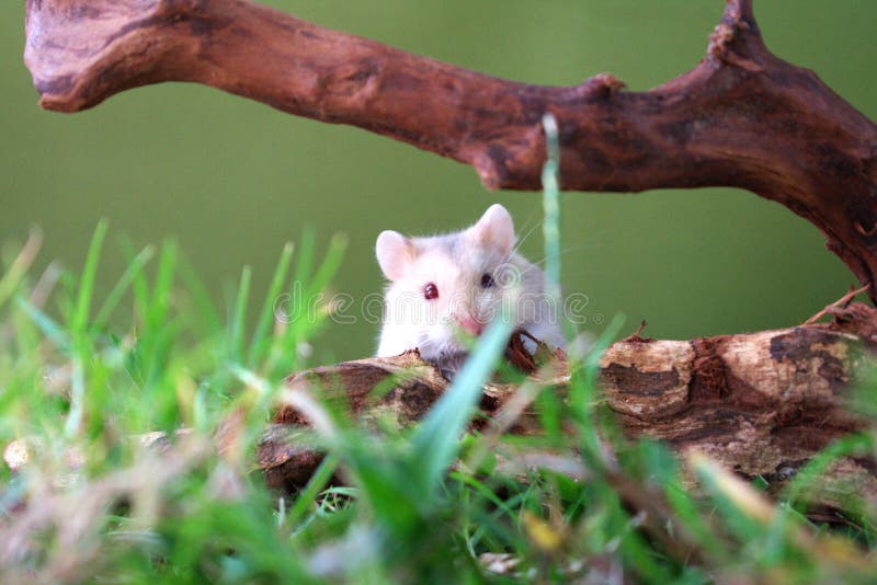 Little Hamster Posing on a Log Stock Image - Image of hamster, little ...