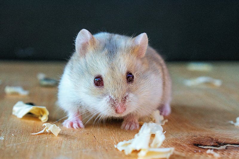 Little Hamster Posing on a Log Stock Image - Image of hamster, little ...
