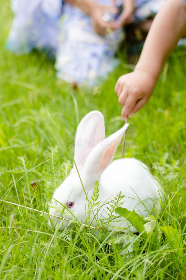 Little Hand Touching Rabbit Stock Photo - Image of child, friendship ...