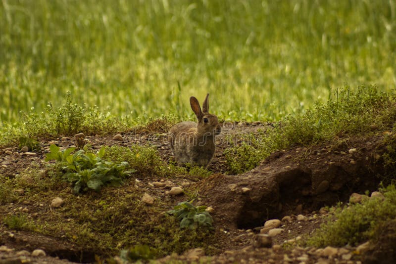 A little hare stock photo. Image of beauty, detail, easter - 346220878
