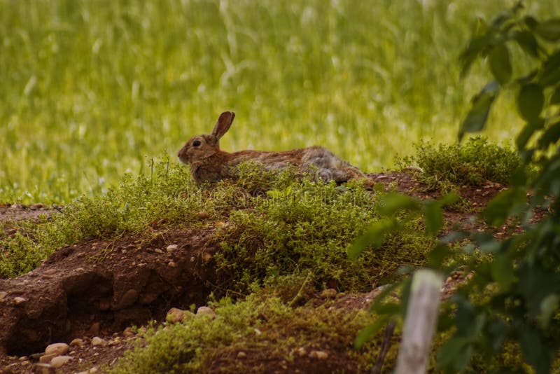 A little hare stock photo. Image of mammal, grizzled - 346221540