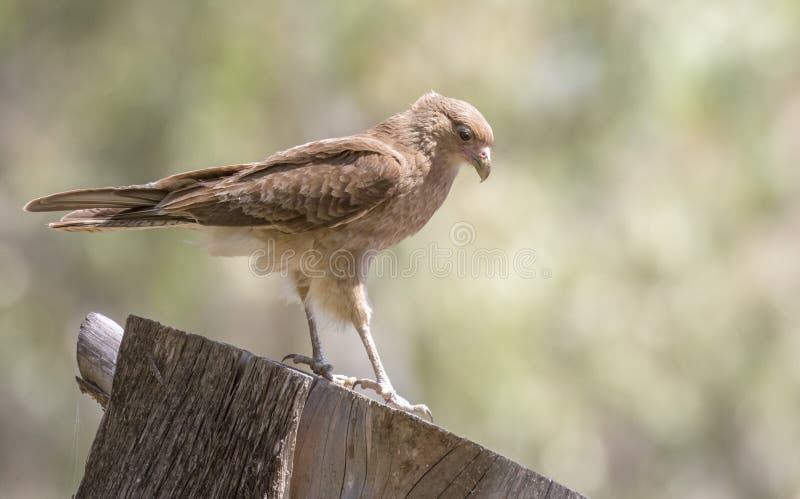 Little Harrier Walking on a Cut Trunk Stock Image - Image of chimango ...