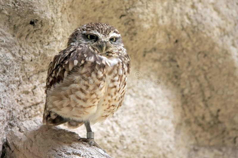 Little Hawk Standing on One Leg Stock Image - Image of plumage, falcon ...