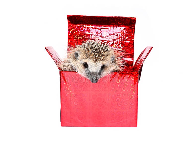 Little Hedgehog in a Gift Box Stock Photo - Image of forest, gifts ...