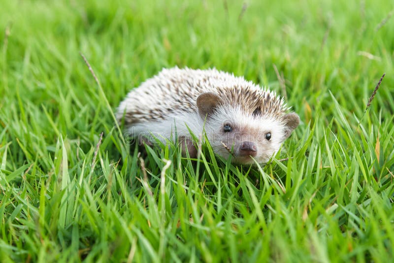 Little Hedgehog stock image. Image of prickly, autumn - 75693125