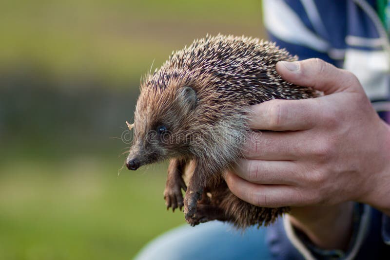 Hands holding hedgehog stock photo. Image of hedgehog - 15471174
