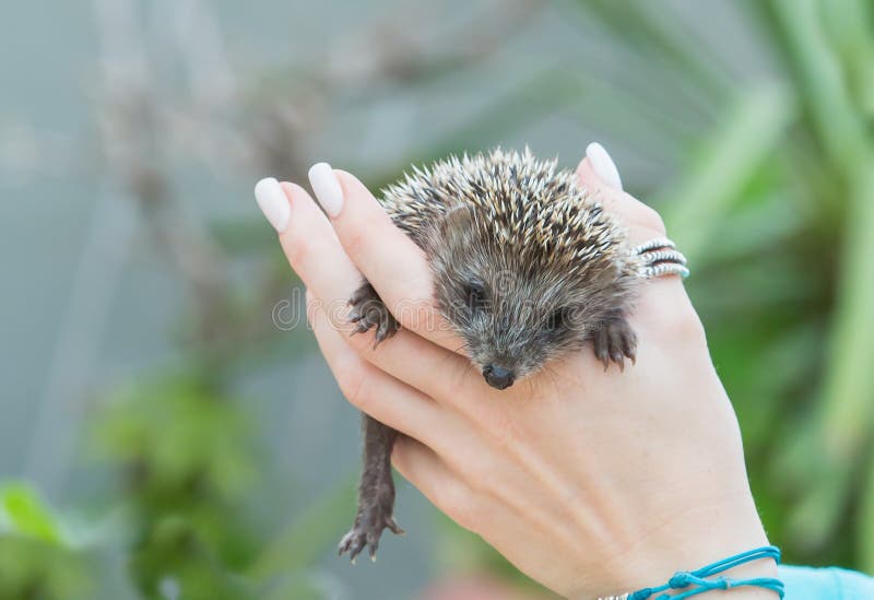 Little Hedgehog on hands stock image. Image of curl, expression - 93806865