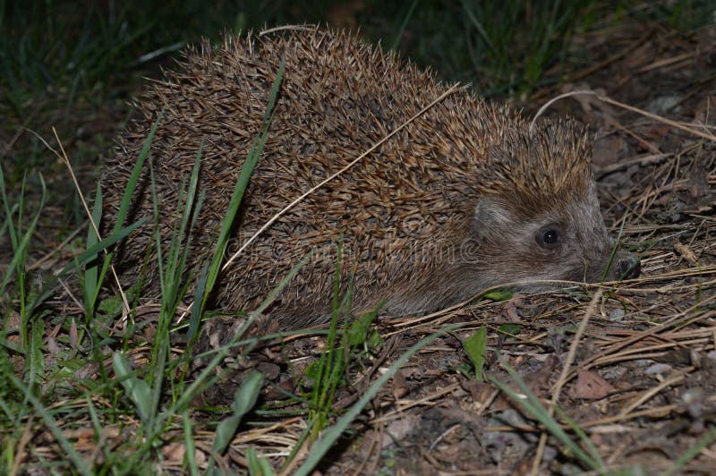 Hedgehog at Night stock photo. Image of whitebreasted - 151441864