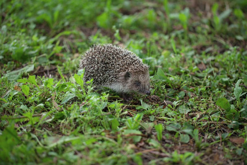 The Little Hedgehog is Running Along the Grass Stock Photo - Image of ...