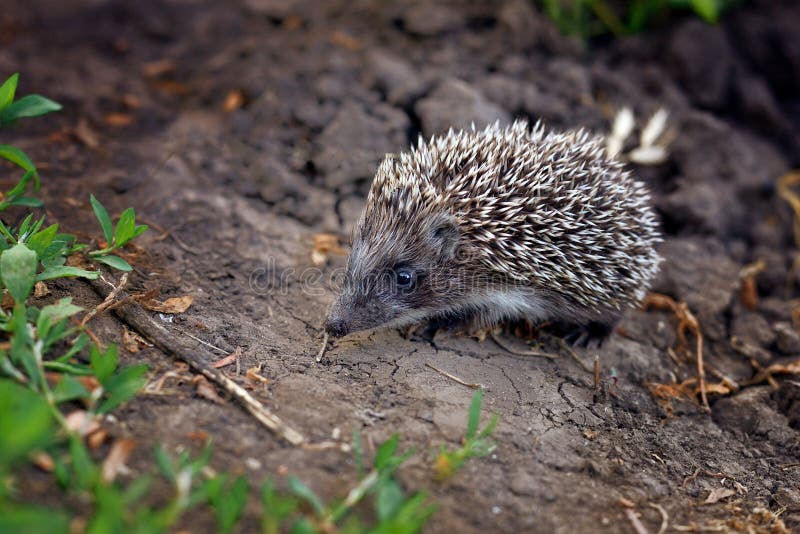 Little hedgehog stock photo. Image of getter, grass, needle - 88299992