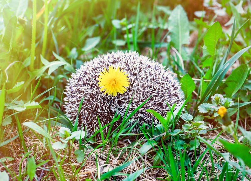 Little Hedgehog in the Spring Forest Stock Photo - Image of breathe ...