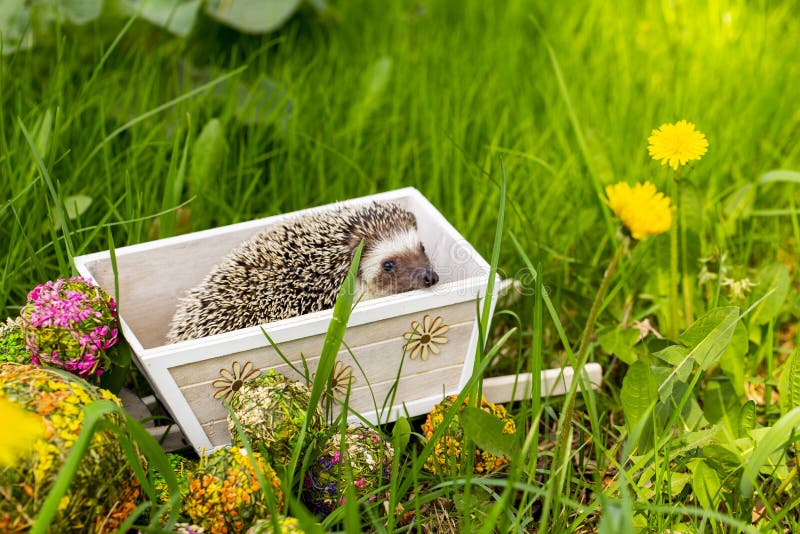 Hedgehog Spring Stock Photos - Download 1,531 Royalty Free Photos