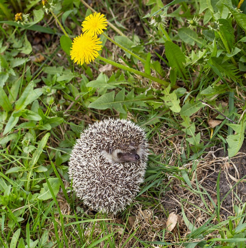 Little Hedgehog in the Spring Forest Stock Image - Image of flowers ...