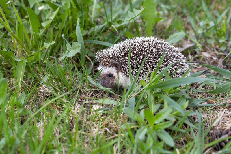 Little Hedgehog in the Spring Forest Stock Image - Image of flowers ...