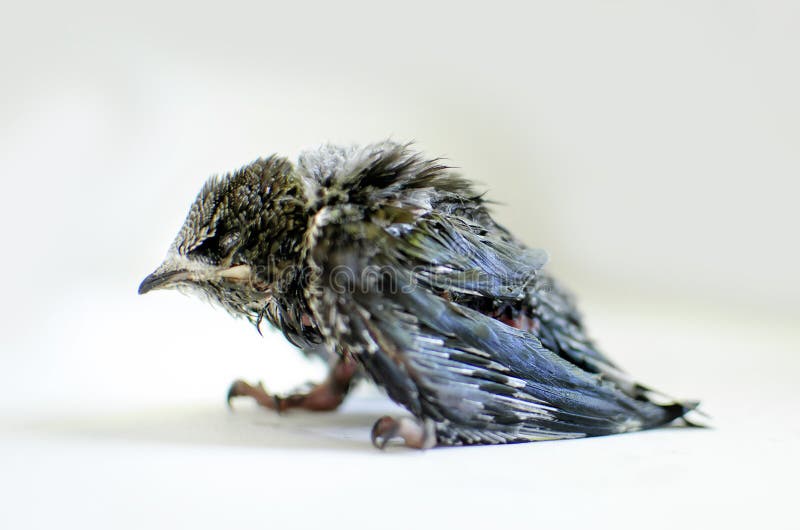86 Baby Bird Common Swift Photos - Free & Royalty-Free Stock Photos ...
