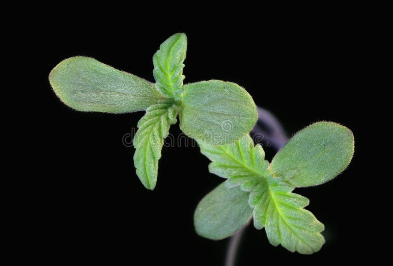Sprout of hemp stock photo. Image of plant, hashish, growing - 92368376