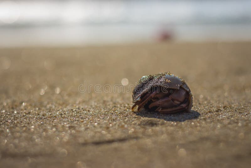 Little Hermit Crab on Beach Sand Waves. Hermit Crab Hiding Inside of ...
