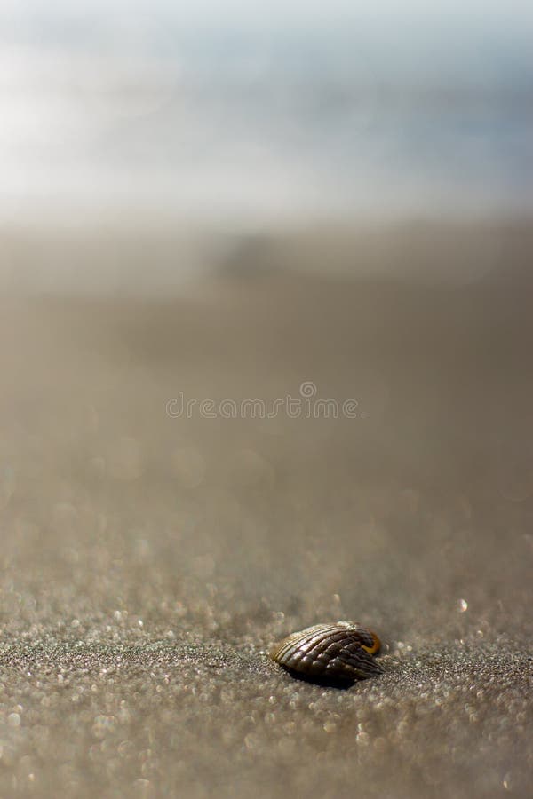 Little Hermit Crab on Beach Sand Waves. Hermit Crab Hiding Inside of ...