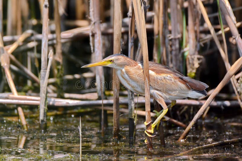 Heron in Danube Delta stock image. Image of animals - 187745633