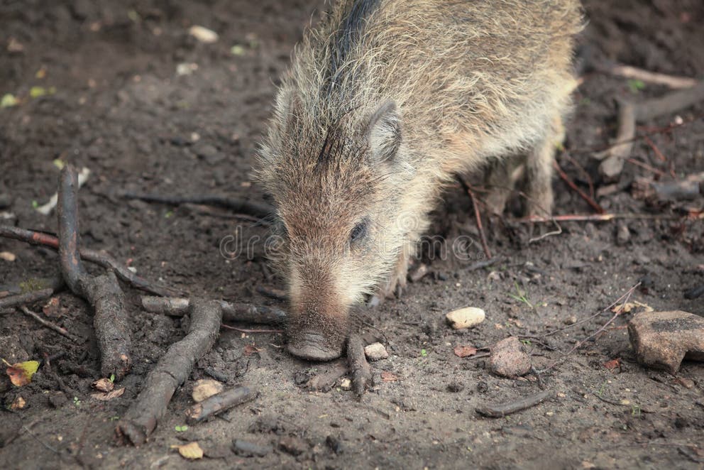 Little hog stock photo. Image of baby, animal, snout - 34728704