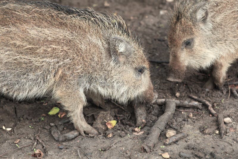 Little hogs stock image. Image of boar, animals, baby - 34728687